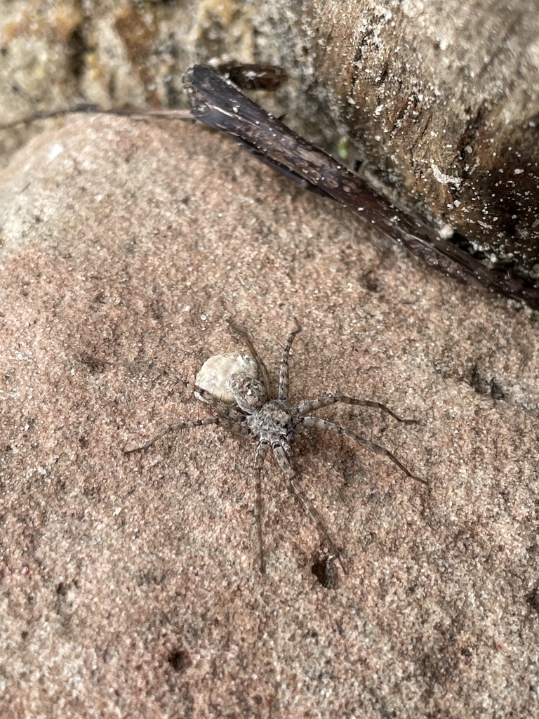 Wolf Spiders from Willow Springs Lake, Forest Lakes, AZ, US on August ...