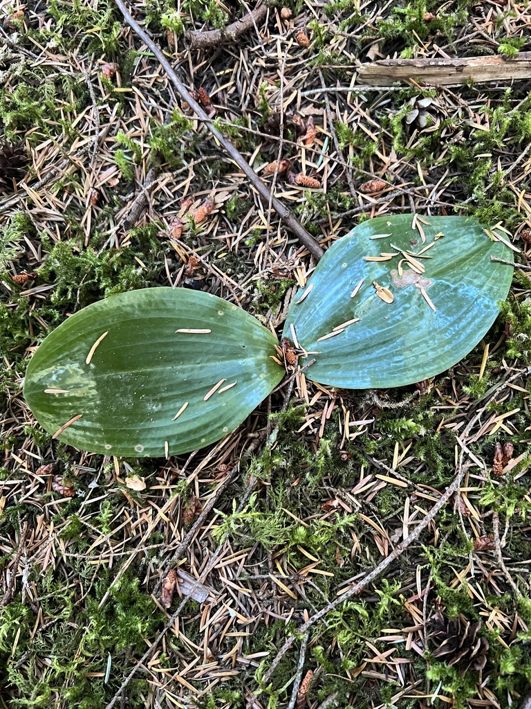Round-leaved Bog Orchid in August 2022 by Carson · iNaturalist