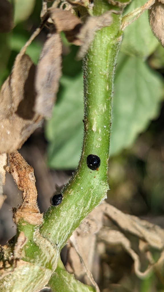 Saissetia miranda from Midway, Midway Atoll, Midway Atoll National ...