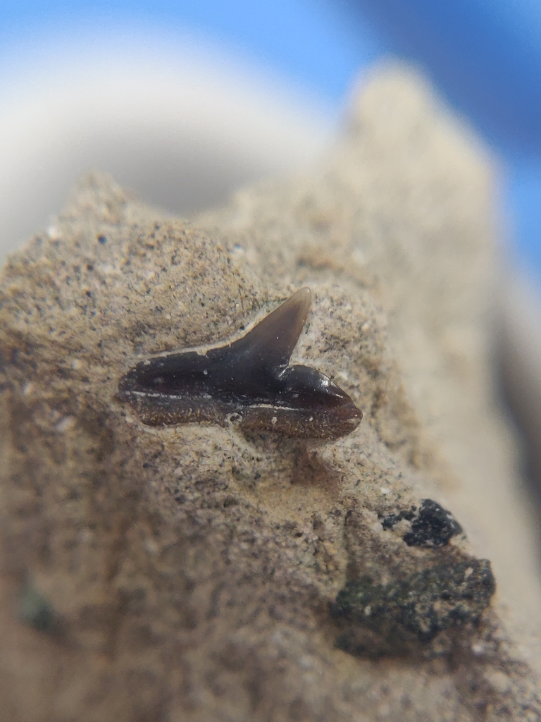 Sharpnose Sharks in April 2022 by Thomas Stolberger. Lower Miocene (21 ...