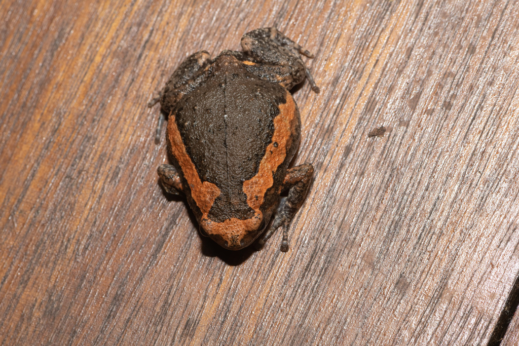 Asian Painted Frog from Ban Song Pe Nong, Kaeng Krachan, อำเภอแก่ง ...