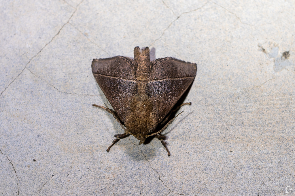 Thosea sinensis from Suan Phueng, Suan Phueng District, Ratchaburi ...