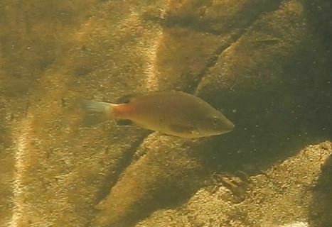 Sooty Grunter from Kakadu NT 0822, Australia on August 17, 2022 at 07: ...