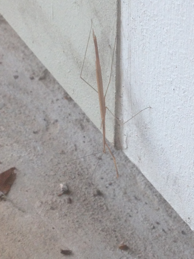 American Grass Mantis from 1003 E Fairfield Dr, Pensacola, FL, US on ...