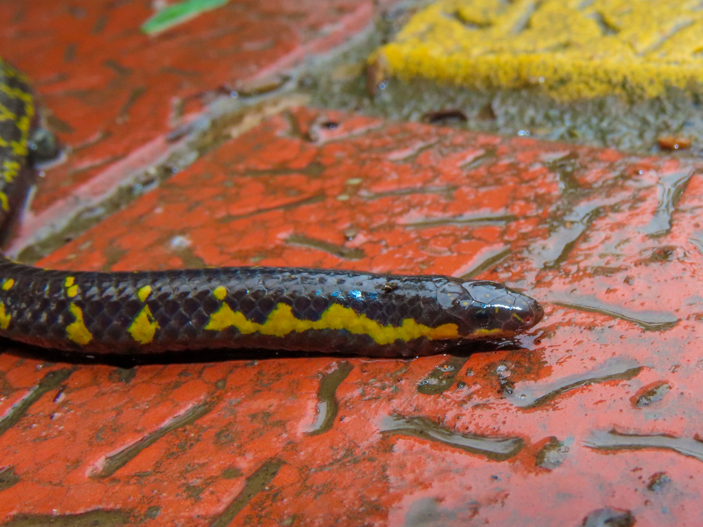 Phipson's Shieldtail in August 2022 by Rahul Pereira · iNaturalist