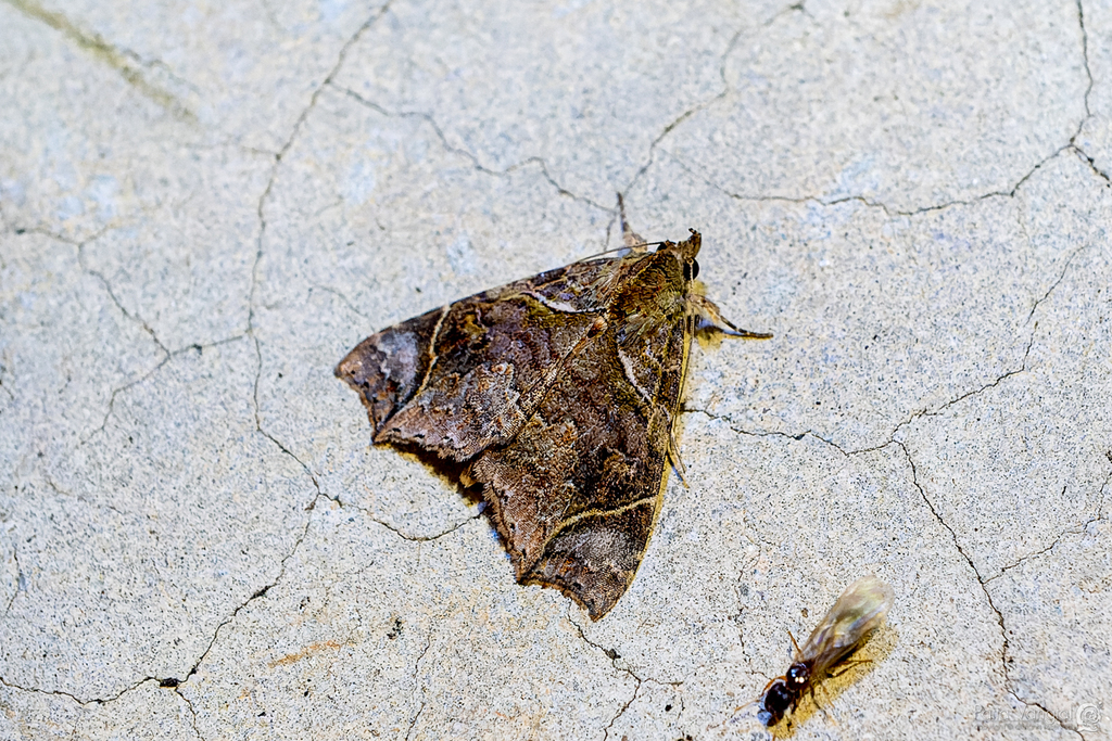 Tamba basiscripta from Suan Phueng, Suan Phueng District, Ratchaburi ...