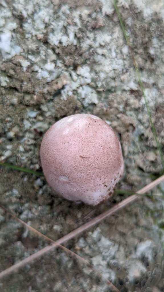 puffballs in August 2022 by Michelle C. Torres-Grant. Purple puffball ...