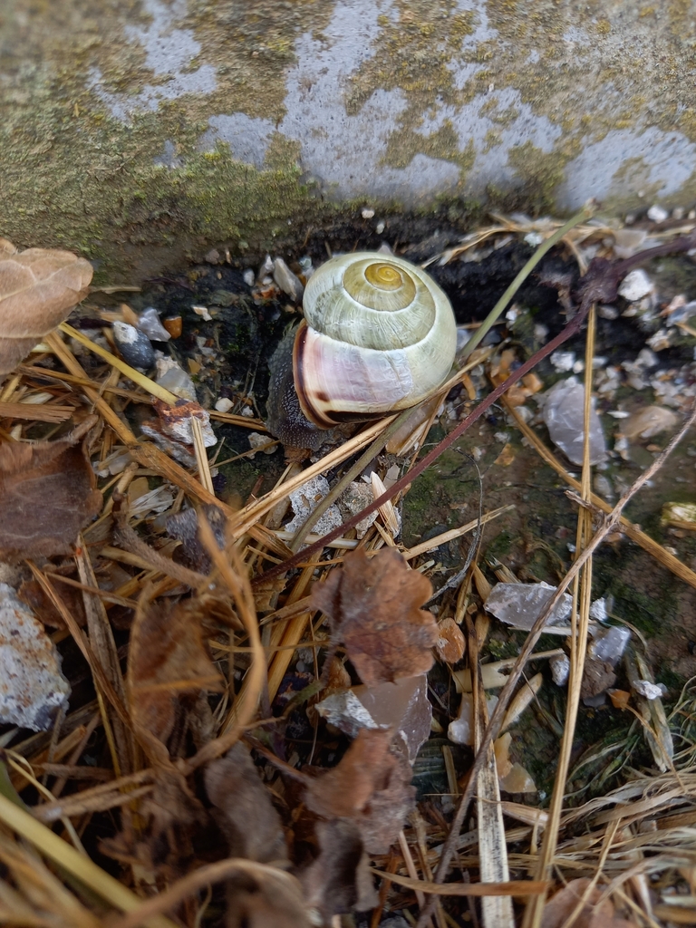 Brown-lipped Snail from 62920 Gonnehem, France on August 17, 2022 at 02 ...