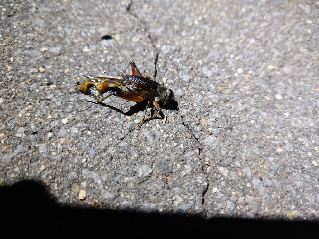 Teleogryllus from Nishi, Higashikawa, Kamikawa District, Hokkaido, 日本 ...