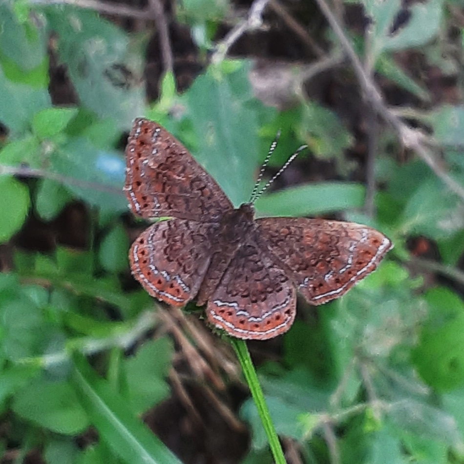 Rounded Metalmark from Coatepeque, El Salvador on August 16, 2022 at 08 ...