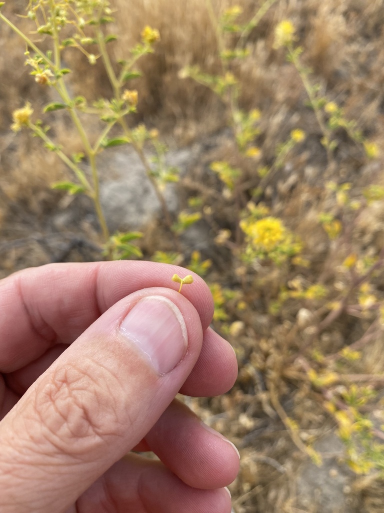 Jackass-clover in August 2022 by Howard Clark · iNaturalist
