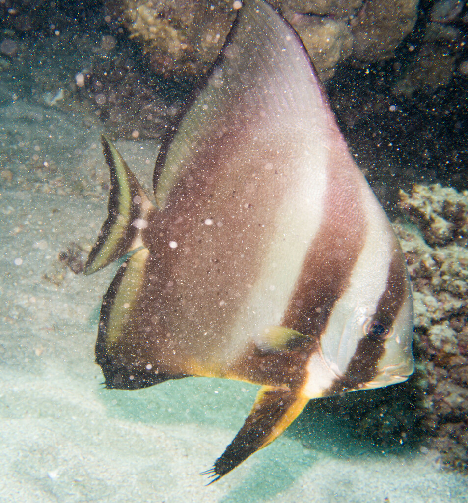 Dusky Batfish from Abu Dabat, Egypt on July 16, 2022 at 10:48 AM by Lesley Clements · iNaturalist