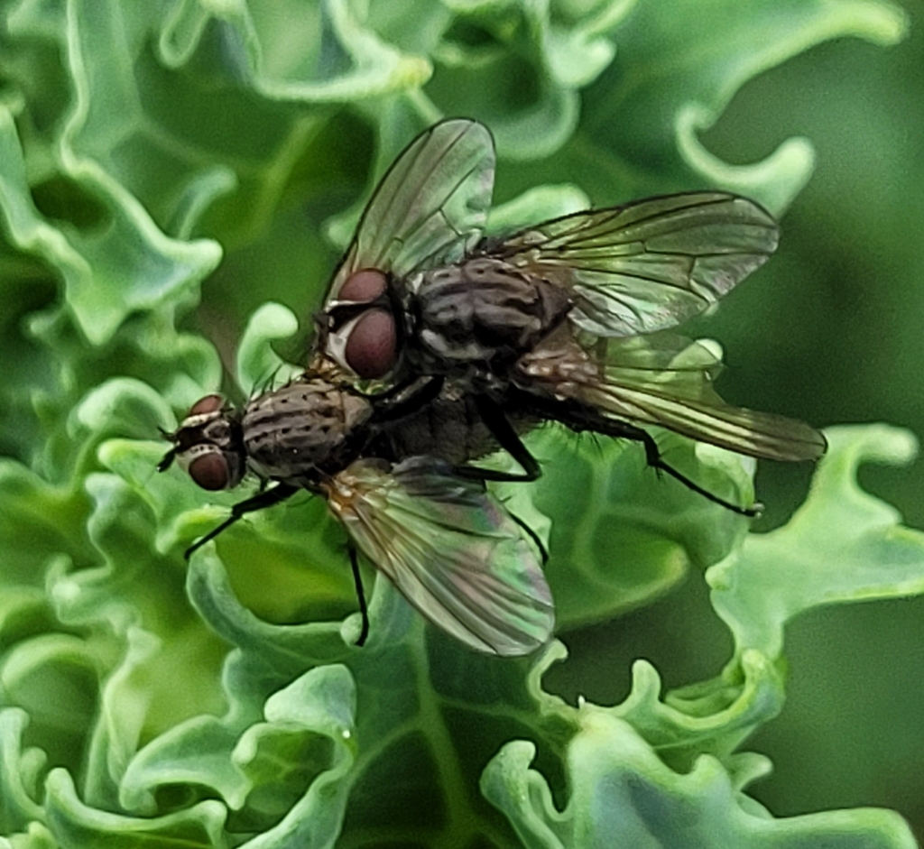 Root-maggot Flies from 8960 Randers, Danmark on August 17, 2022 at 07: ...