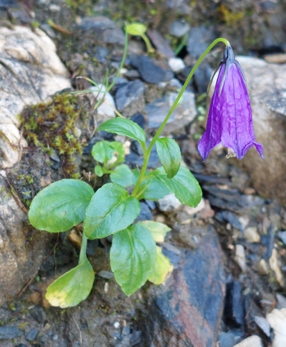 Solitary Harebell (Campanula pulla) · iNaturalist