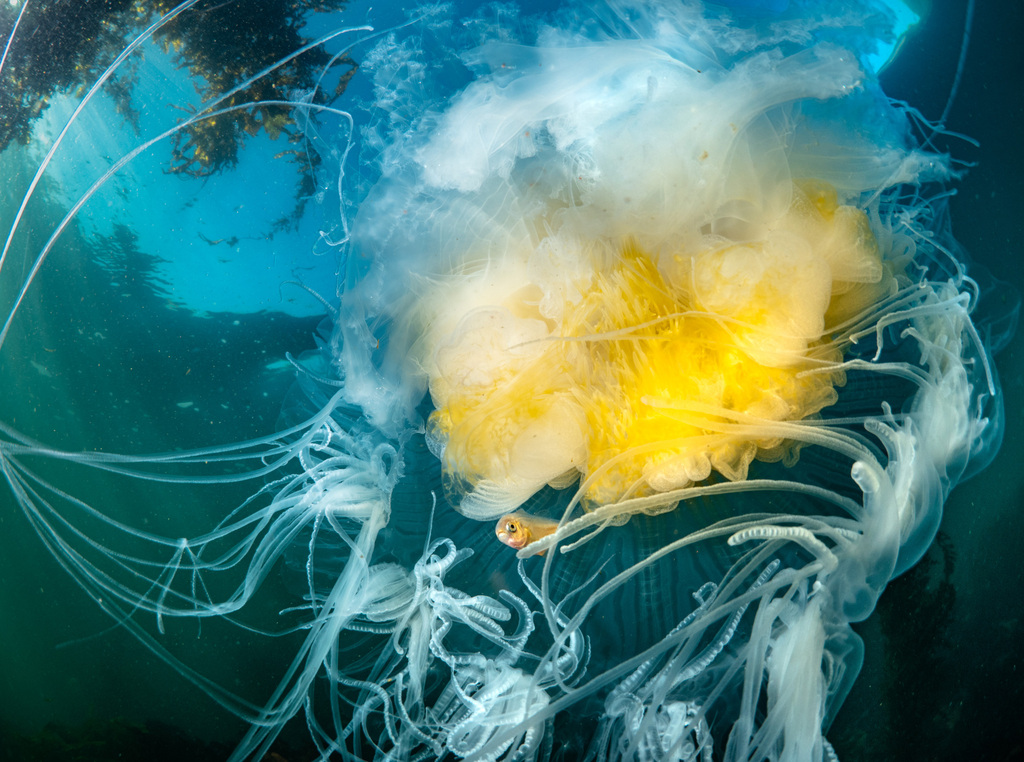 Pacific Pompano from Monterey County, CA, USA on August 7, 2022 at 06: ...