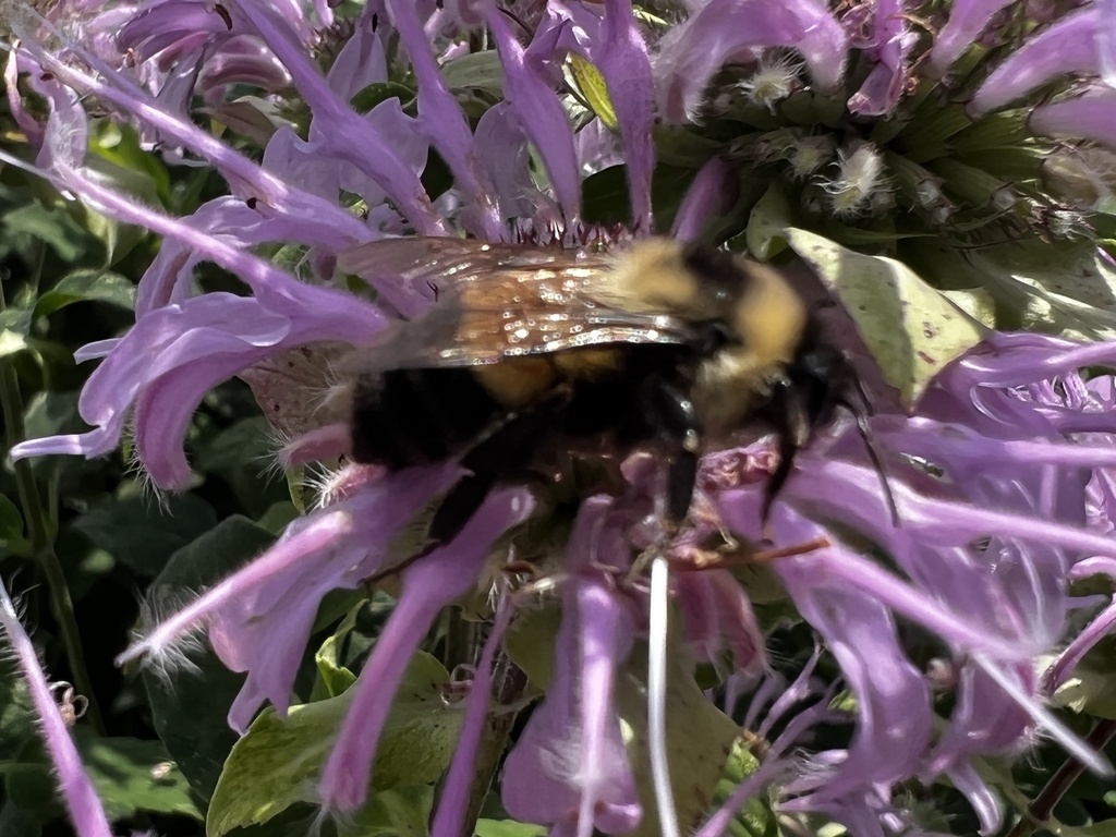 Rusty-patched Bumble Bee in August 2022 by Christopher E. Smith. Three ...