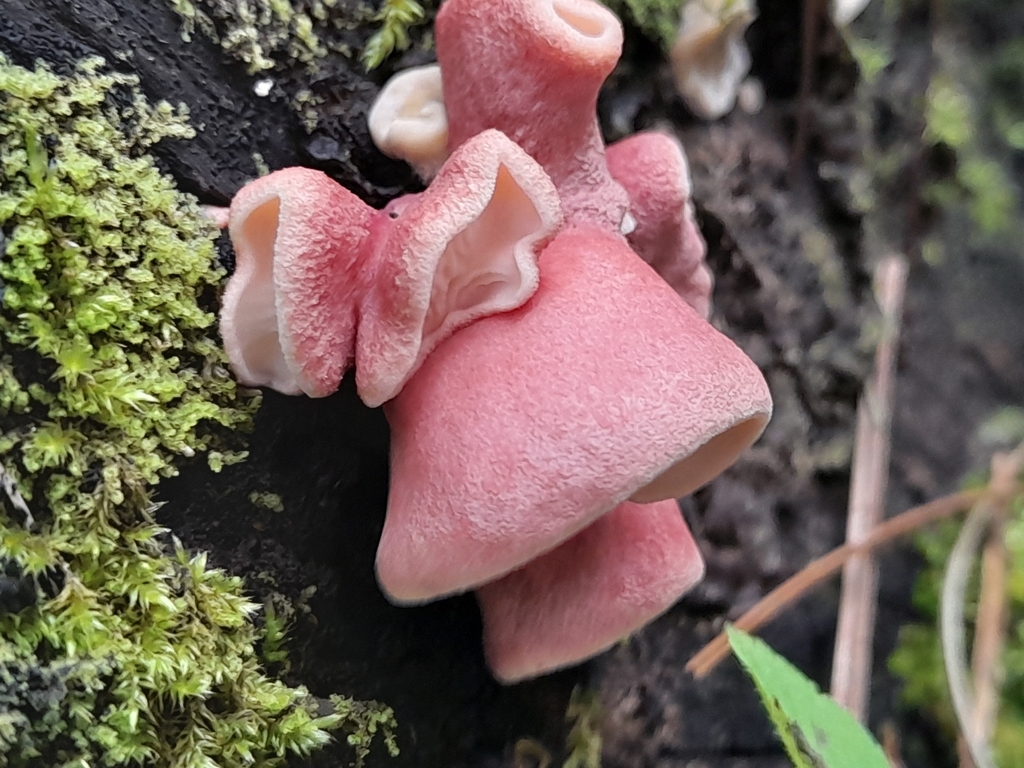 Coral-pink Merulius from 28772 Col., México on August 10, 2022 at 01:35 ...