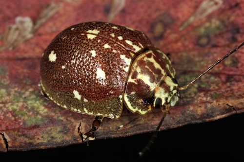 Paropsis marmorea · iNaturalist