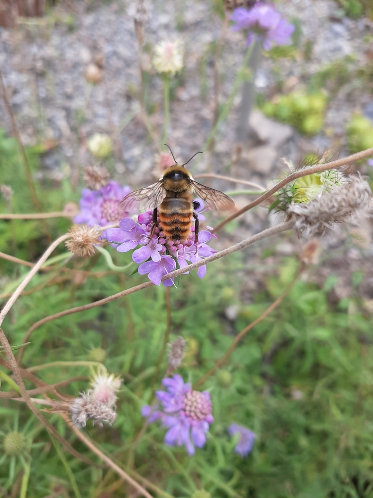 Red-belted Bumble Bee from Montreal, QC H1X 2B4, Canada on August 17 ...