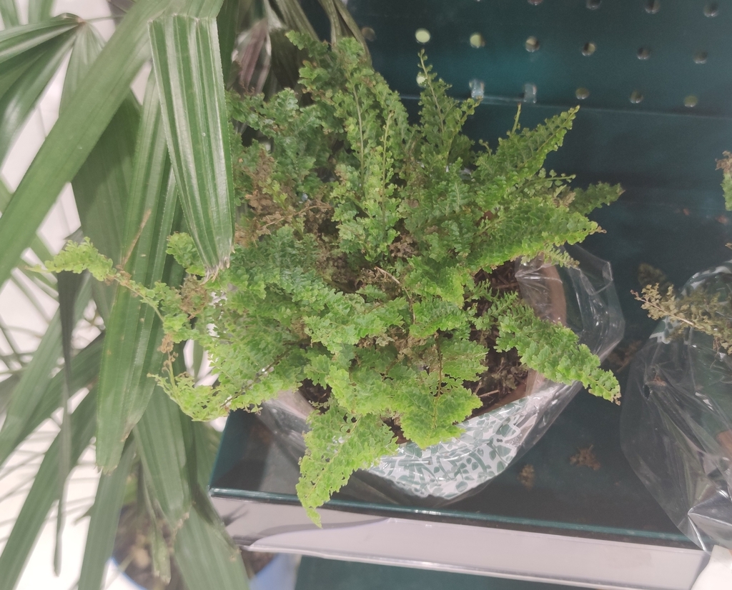southern sword fern from Fortaleza - CE, 60135, Brasil on July 29, 2022 ...