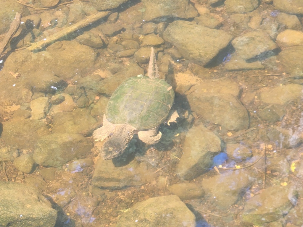 Common Snapping Turtle from Ottawa National Forest, Bruce Crossing, MI ...