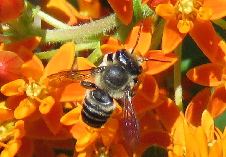 Flat-tailed Leafcutter Bee from yard Sarnia, ON, Canada on August 17 ...
