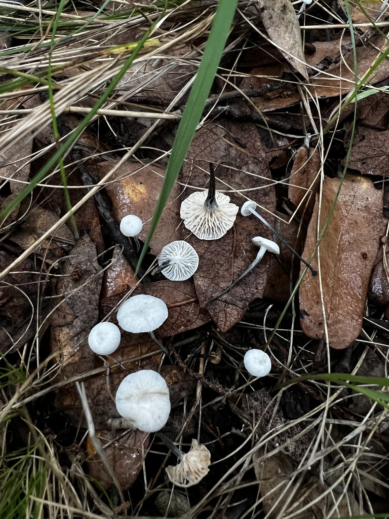 Black-stalked Marasmius in August 2022 by Spencer Wimmer. In mixed oak ...