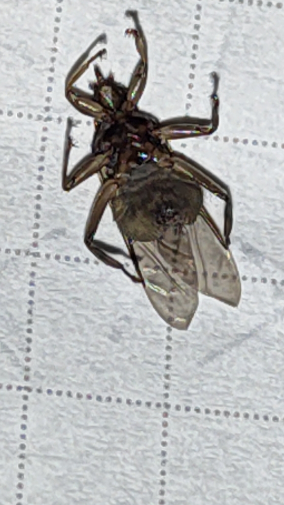 Pigeon Louse Fly from Las Casas, Quito 170129, Ecuador on May 4, 2022 ...