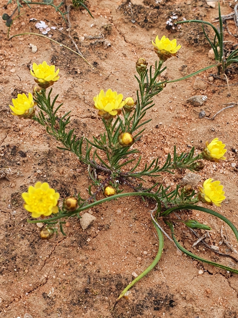 Orange Sunray from Murbko SA 5320, Australia on August 18, 2022 at 11: ...