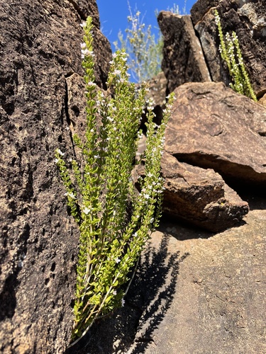 Subspecies Zieria odorifera copelandii · iNaturalist