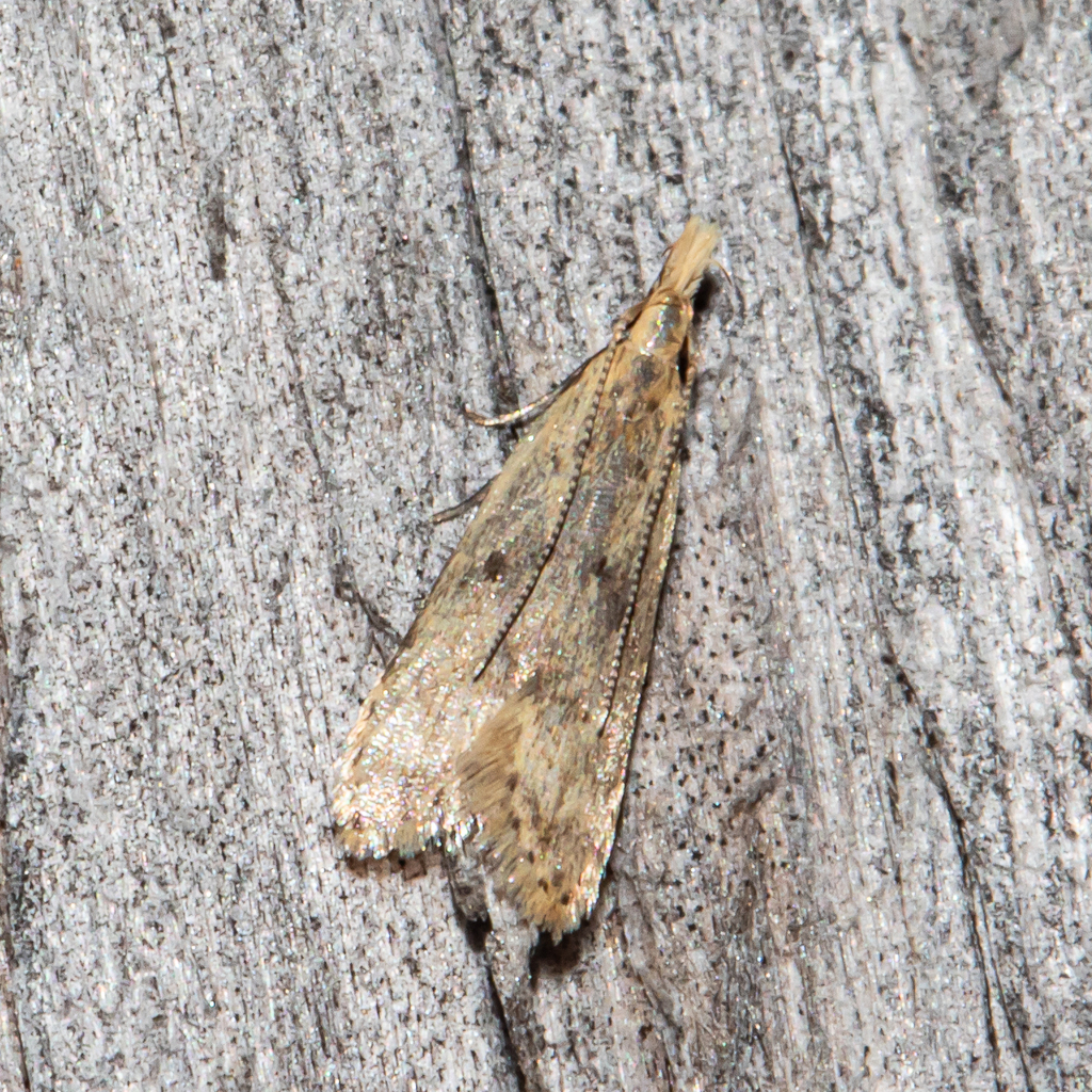 Many-spotted Dichomeris Moth from Walpole, NH, USA on July 25, 2022 at ...