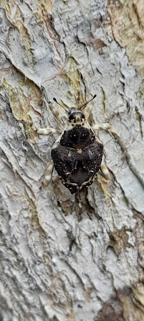 Insects from MAYA SUNSET WORKSHOP on August 16, 2022 at 03:33 PM by ...