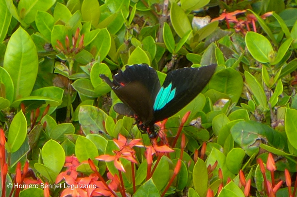 Parides sesostris zestos from 96384 Ver., México on August 17, 2022 at ...