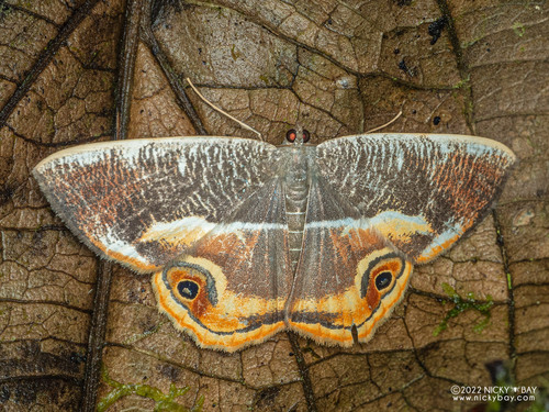 Opisthoxia conjuncta · iNaturalist