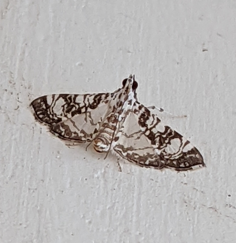 Swan plant flower moth from GGQ2+G35, Chinnamiram, Bhimavaram, Andhra ...