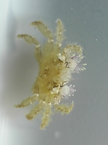 Lybia plumosa · iNaturalist