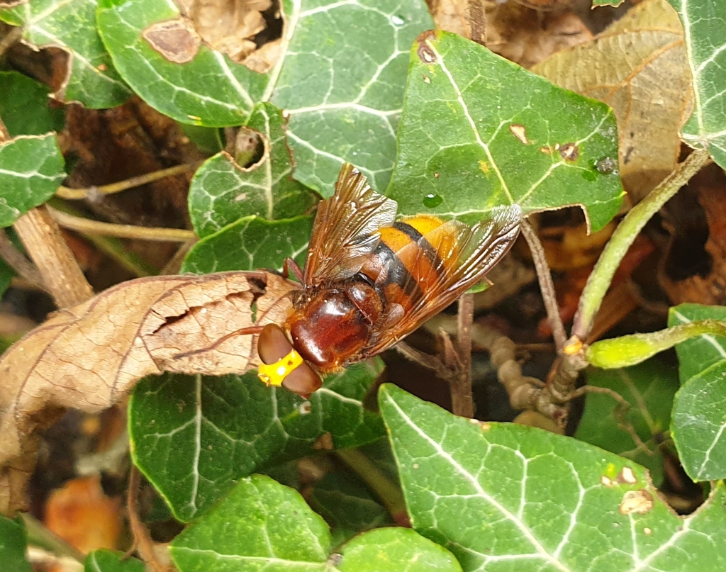 Hornet Mimic Hover Fly in August 2022 by Alessandro Nota · iNaturalist