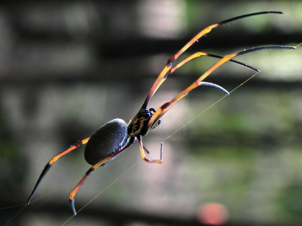 Tiger Spider from , Sud, Nouvelle-Calédonie on July 11, 2010 at 11:25 ...