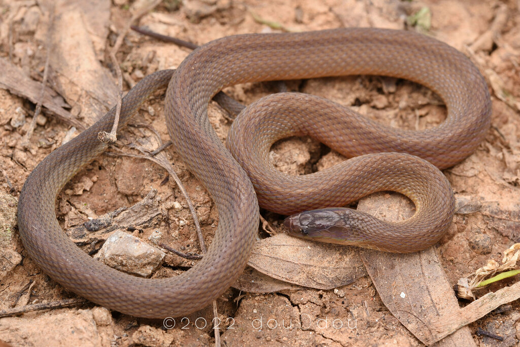 Achalinus dehuaensis from 中国浙江省丽水市龙泉市 on September 15, 2021 at 08:32 PM ...