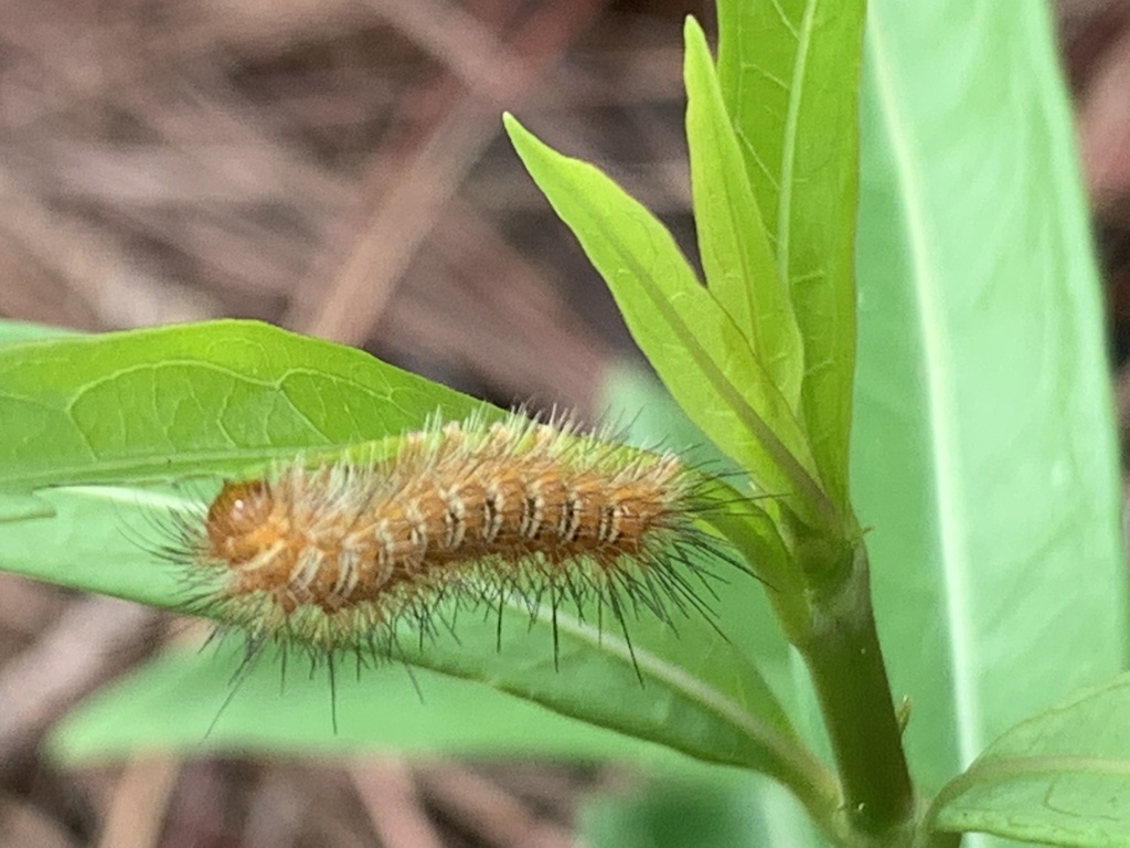 Echo Moth from Nixon Smiley Pineland Preserve, Miami, FL, US on August ...