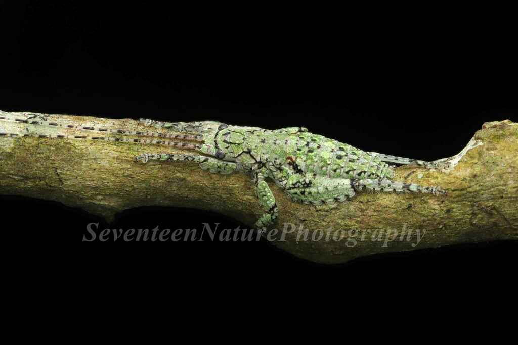 Sathrophyllia from 中国云南省西双版纳傣族自治州景洪市 on August 09, 2022 at 09:29 PM by ...