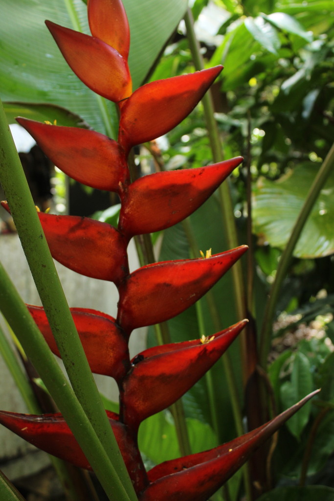 Heliconia champneiana from 43CF+3F Boca de Chajul, Chis., México on ...
