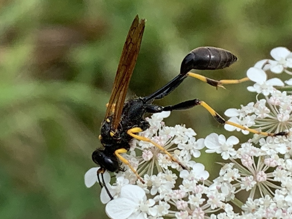 Yellow-legged Mud-dauber Wasp from Pennsylvania Ave, Erie, PA, US on ...