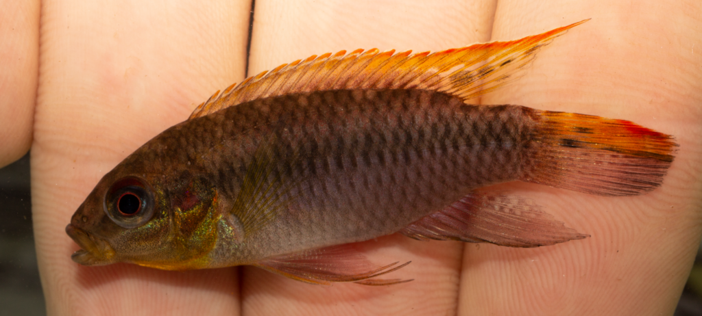 Roloff's Krib in July 2021 by russellbriantate · iNaturalist