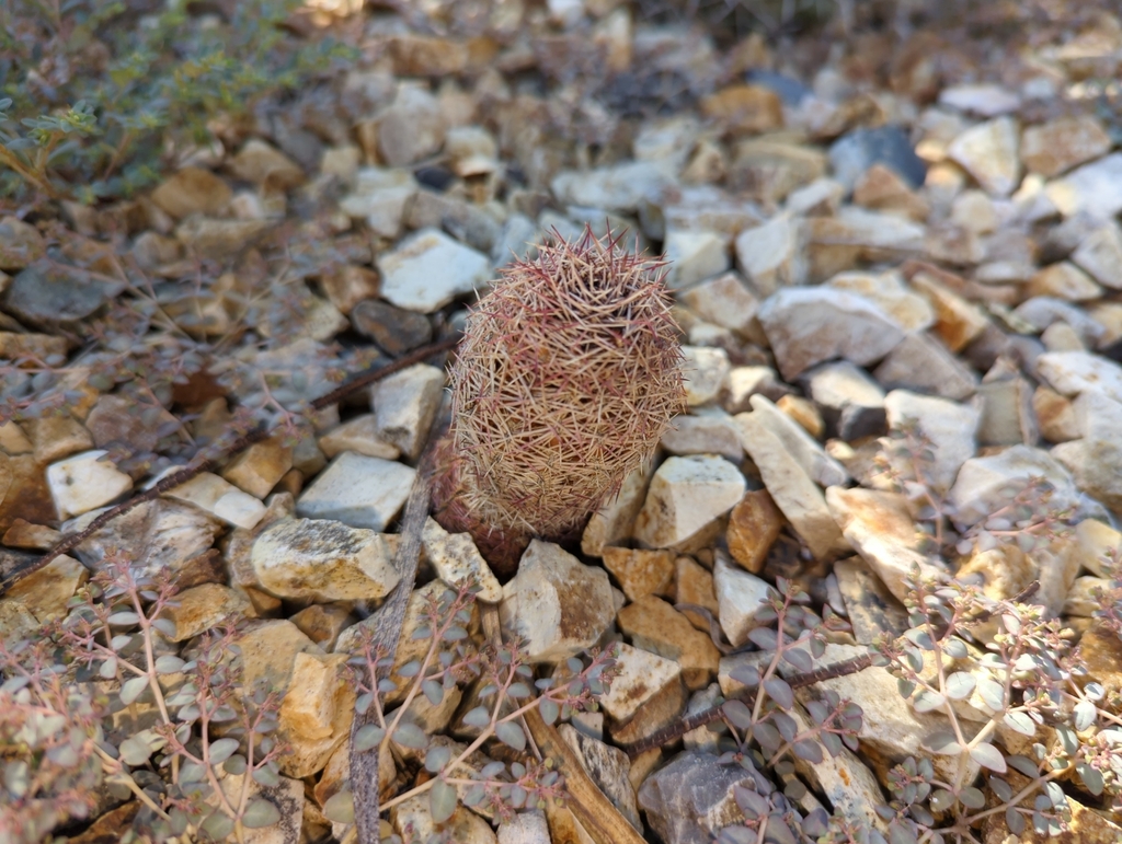 Cactoideae in August 2022 by James G Phillips · iNaturalist