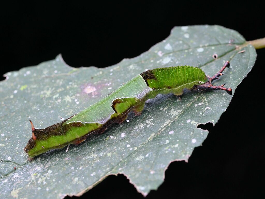 Popinjay from 中国云南省西双版纳傣族自治州勐腊县 on August 18, 2022 at 09:27 PM by ...