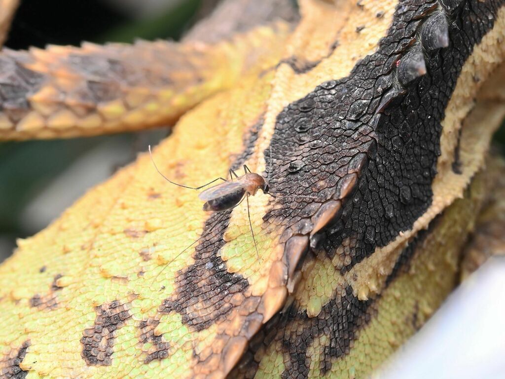 Acanthosaura rubrilabris from 中国云南省西双版纳傣族自治州勐腊县 on August 18, 2022 at ...