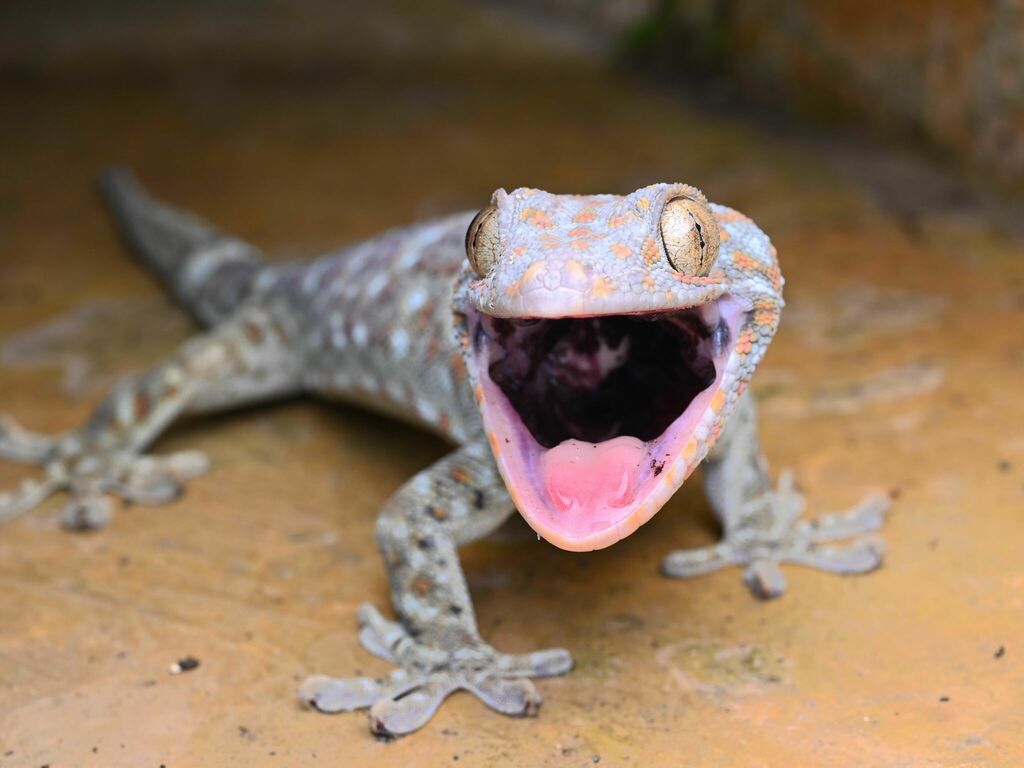 Tokay Gecko from 中国云南省西双版纳傣族自治州勐腊县 on August 19, 2022 at 12:22 AM by ...