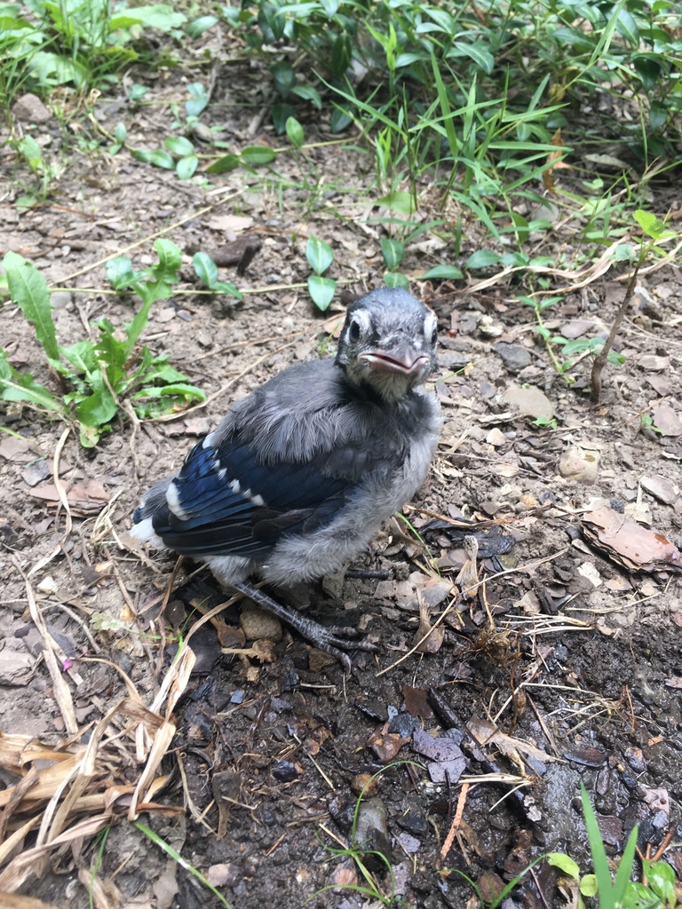 Blue Jay from Tompkins County, US-NY, US on July 02, 2018 at 03:50 PM ...