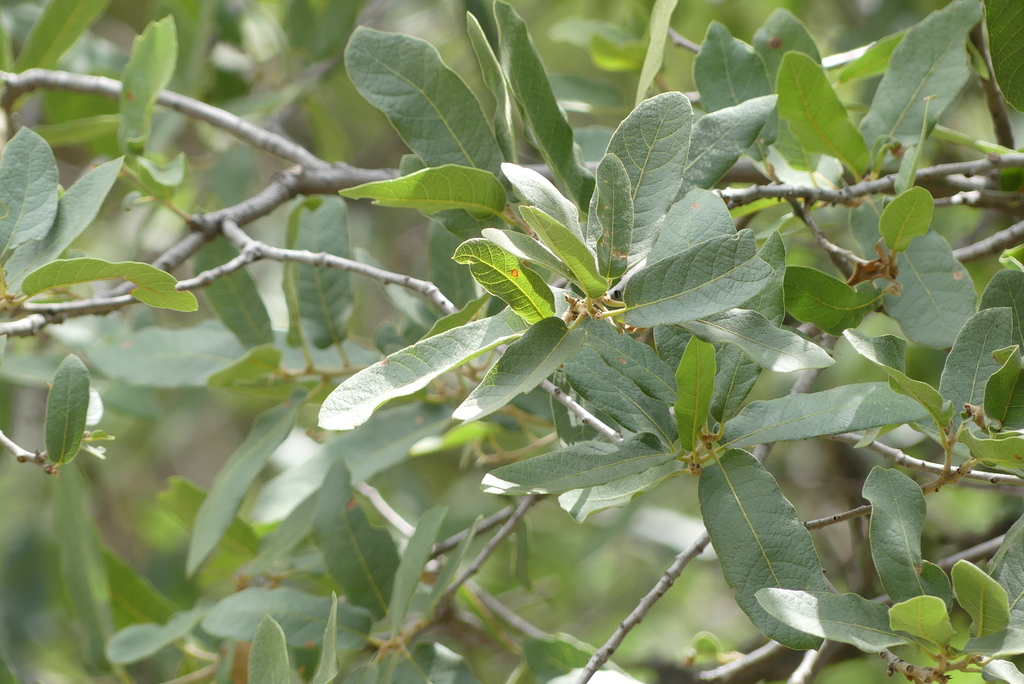 Mexican blue oak from Portal, AZ 85632, USA on August 18, 2022 at 01:35 ...